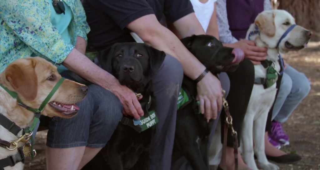 Pick of the Litter (2018)